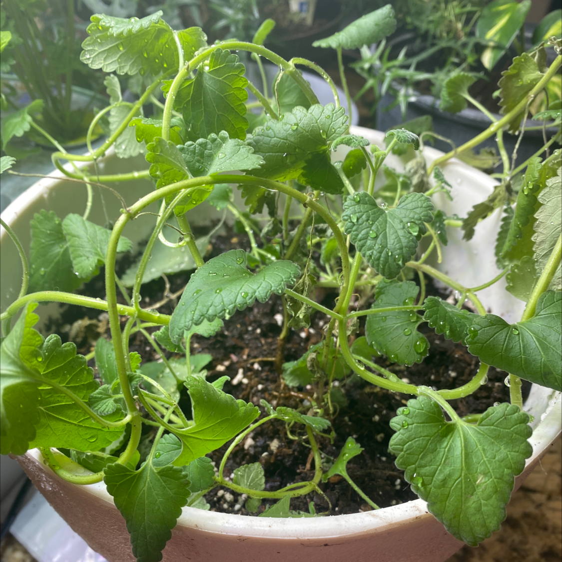 When and Where Should I Trim My Catnip? 🐱