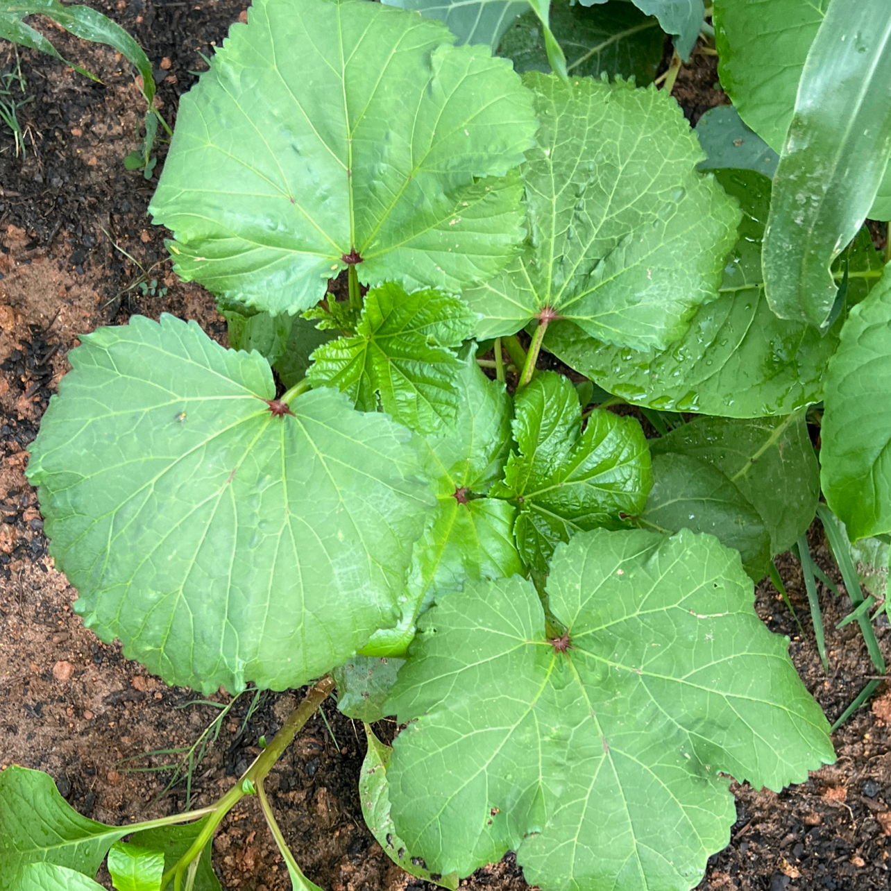How Should Okra Be Cut Back?