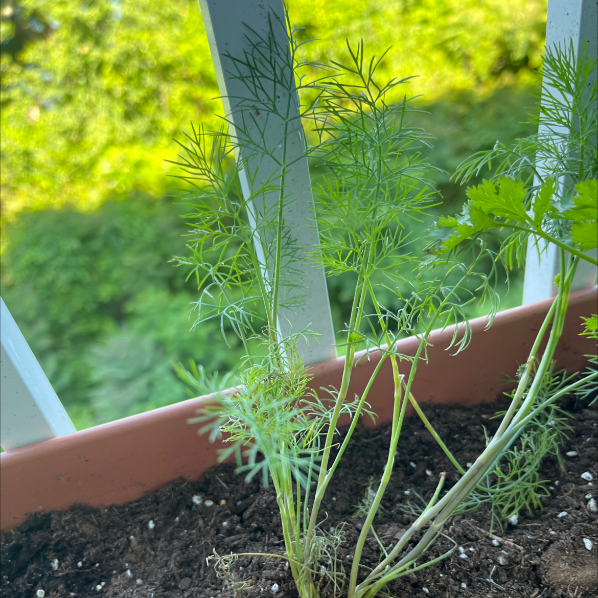 What Is A Good Temperature Range For My Common Fennel?