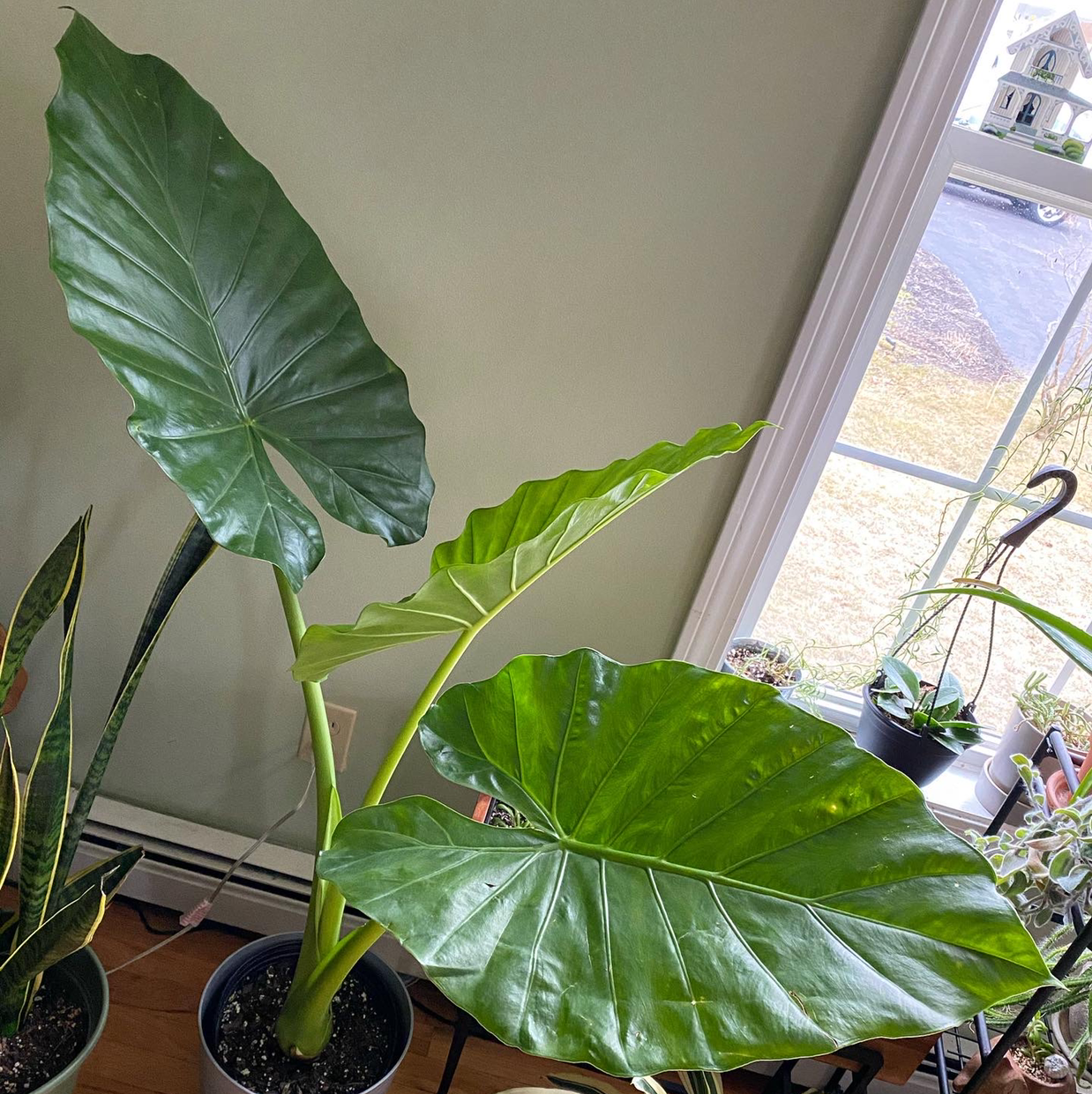 Best Soil Potting Mix for Alocasia 'Calidora'