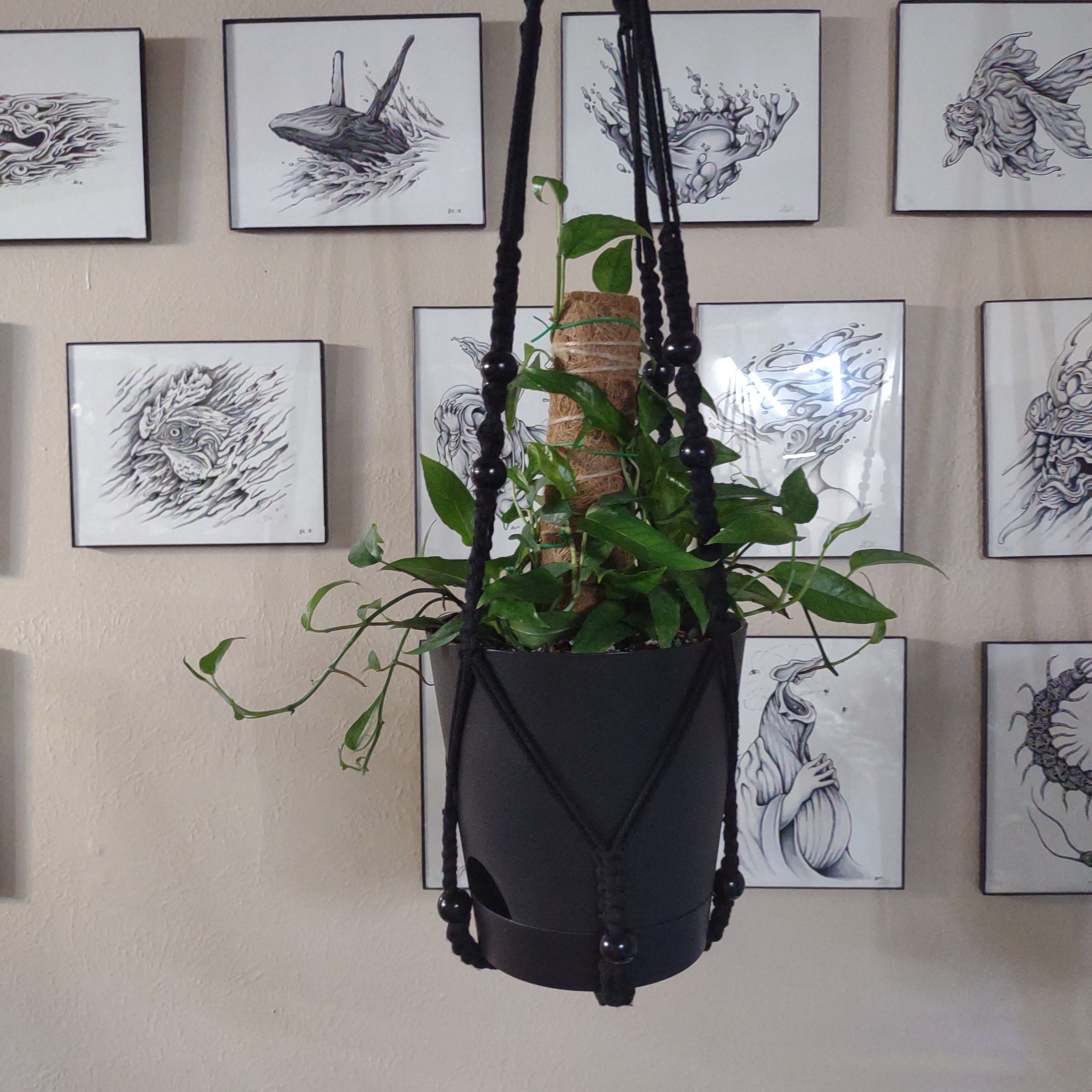 Year-Round Light Requirements For Your Skeleton Key Pothos