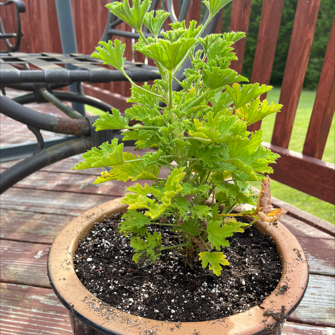 🦟 Black Spots on My Citronella (anti-mosquito plant) Leaves