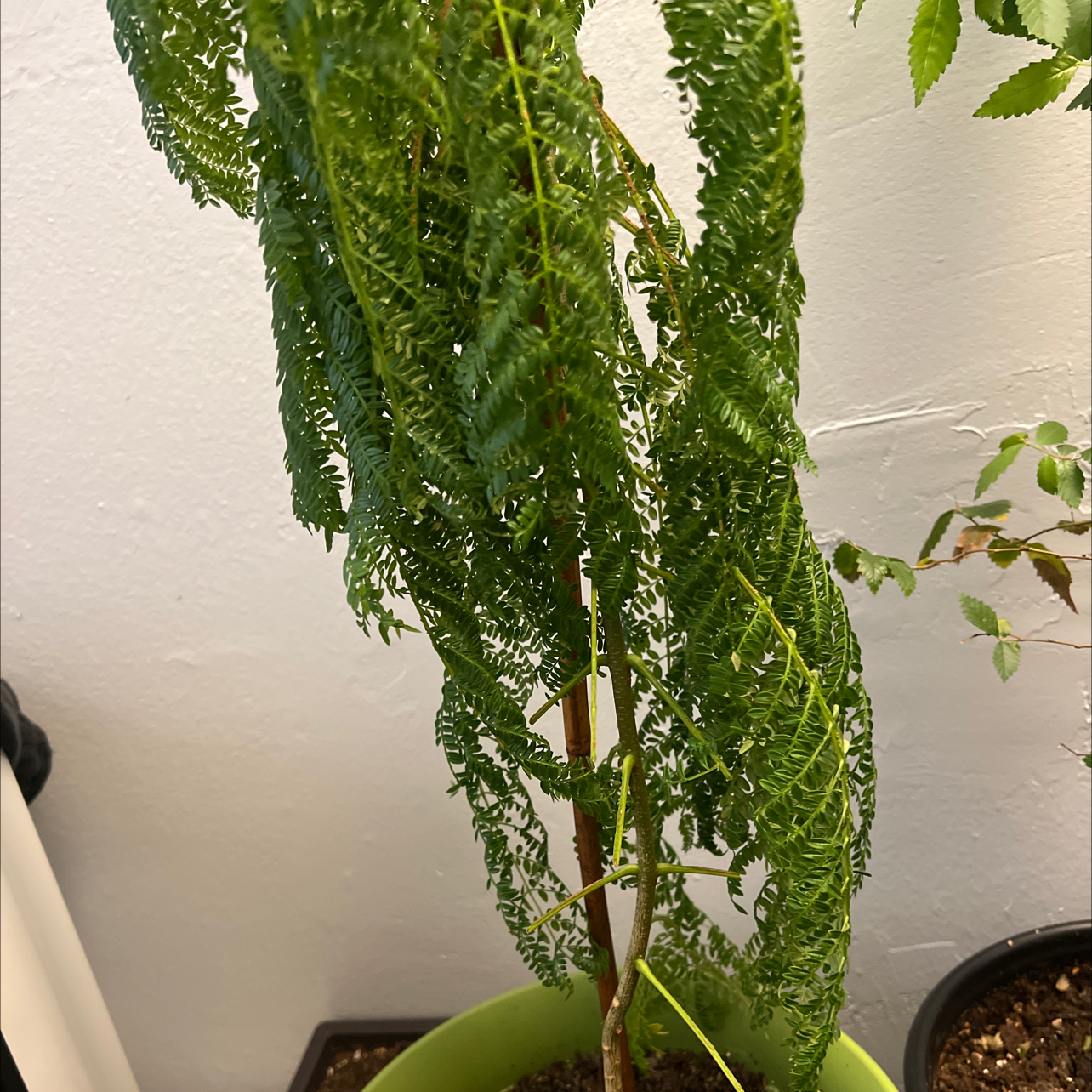 Best Soil for Brazilian Rain Tree