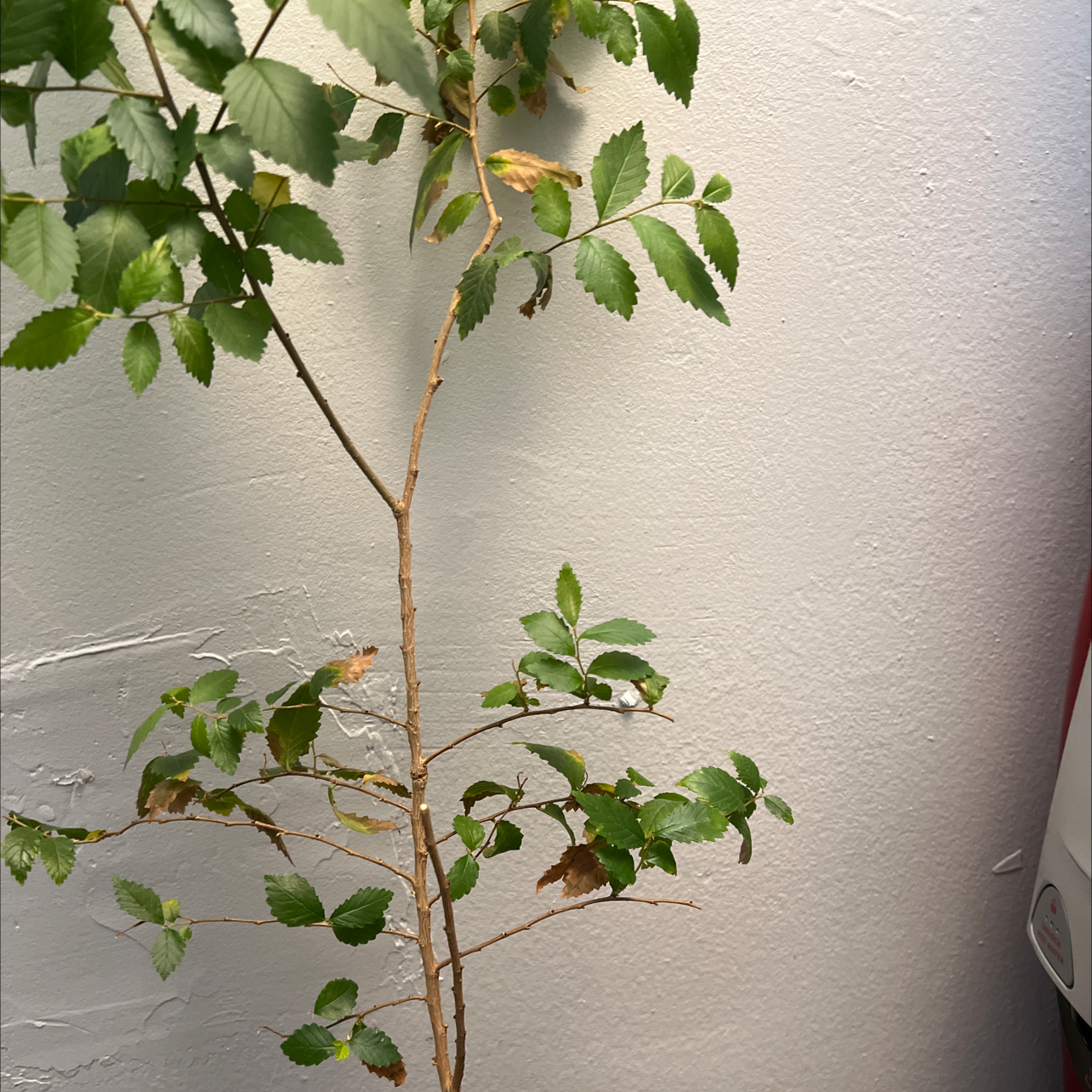 Propagating Your Siberian Elm: Step-by-Step Guide