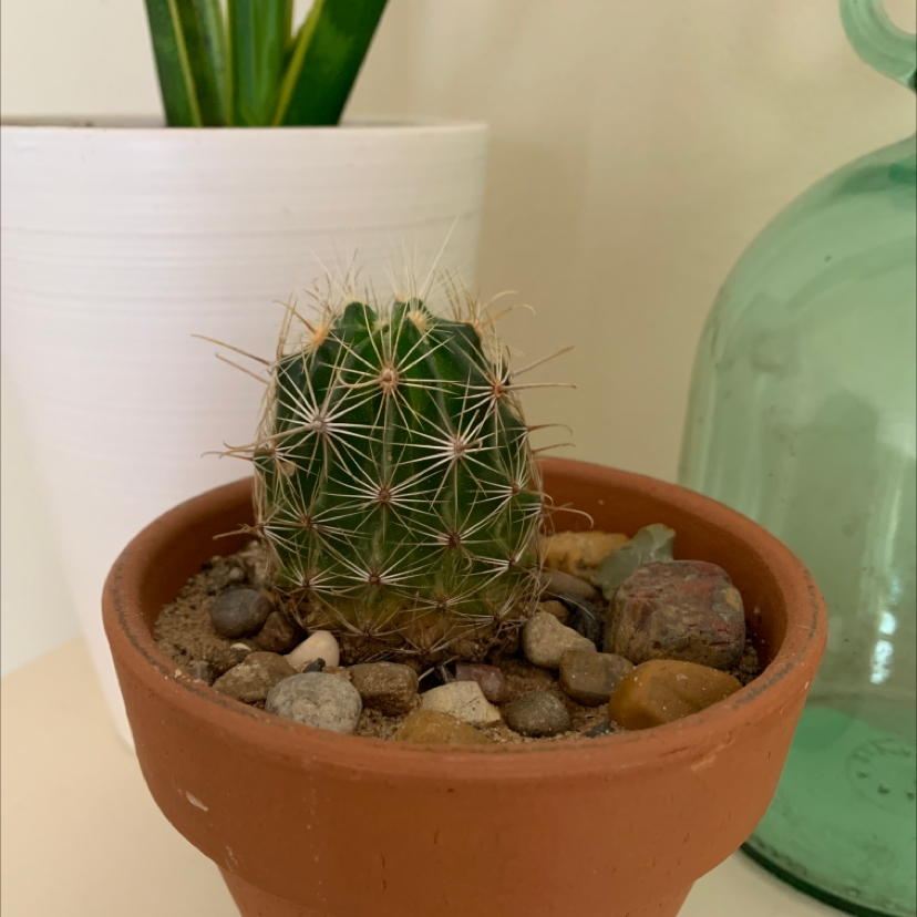 🍍 What To Do About Bugs on My Pineapple Cactus?