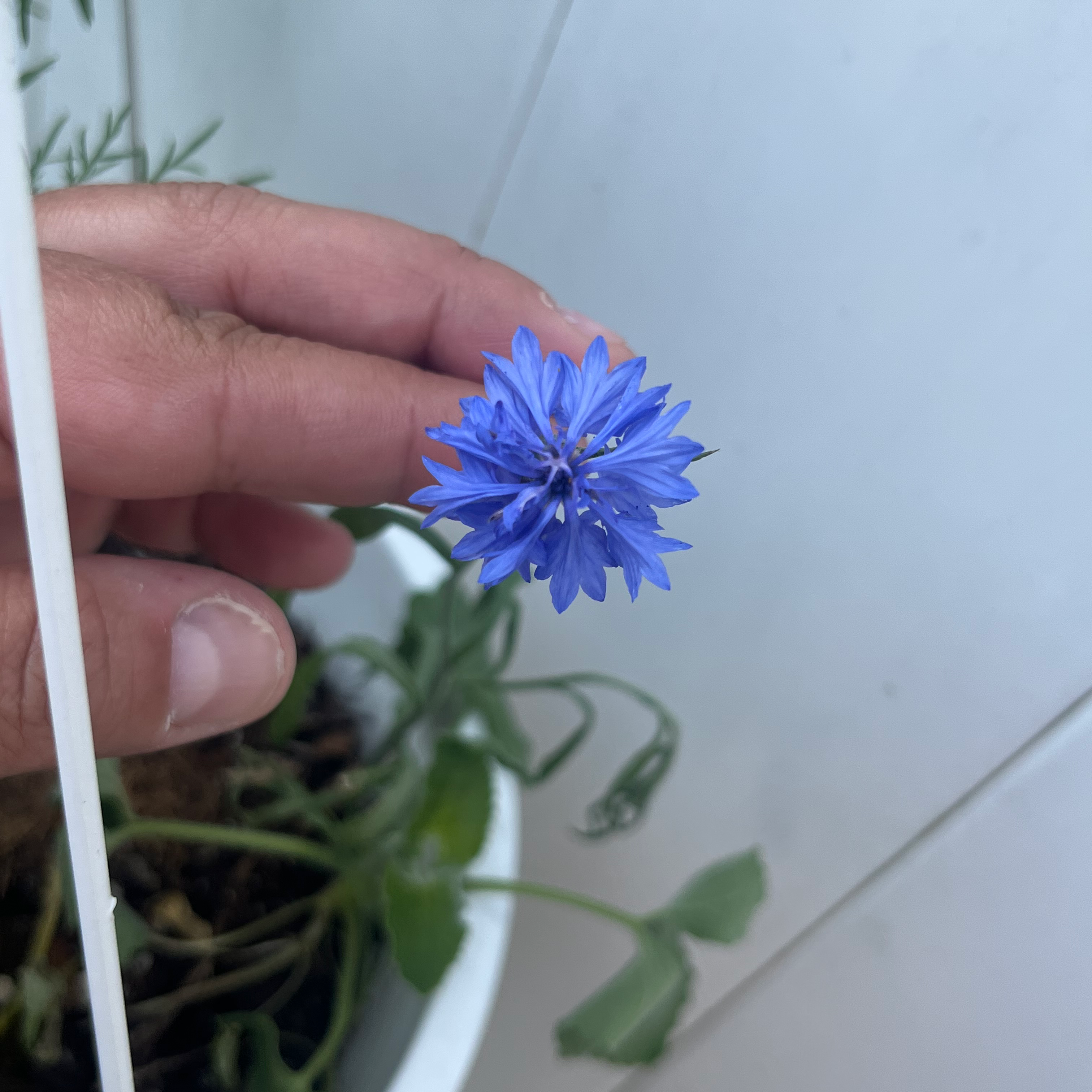 How to Propagate Your Cornflower