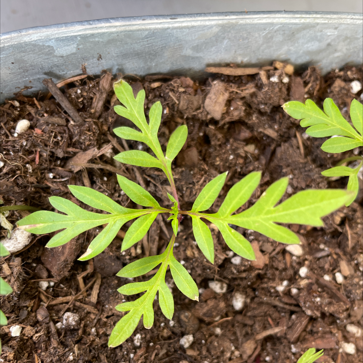 🌞 Why Are My African Marigold Leaves Dropping?