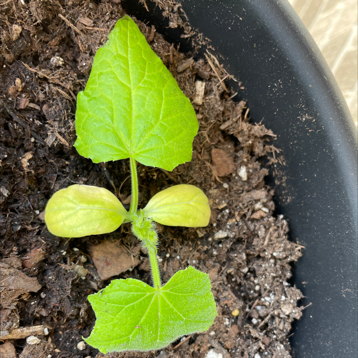 🥒 Why Are My Cucumber Leaves Curling?