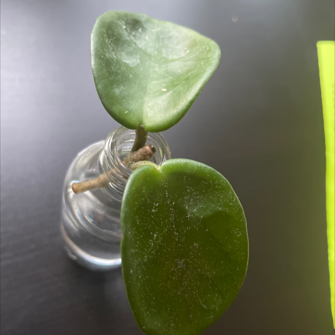 💧 What Do I Do About Chelsea Hoya Root Rot?