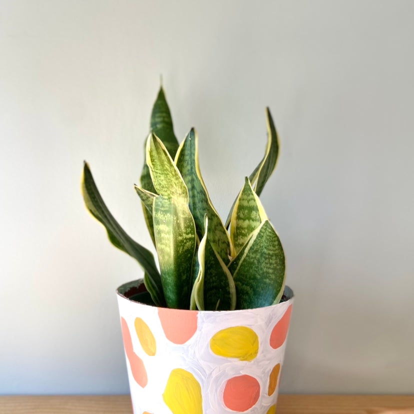 🐍 Snake Plant Fertilizer: How And When To Use It