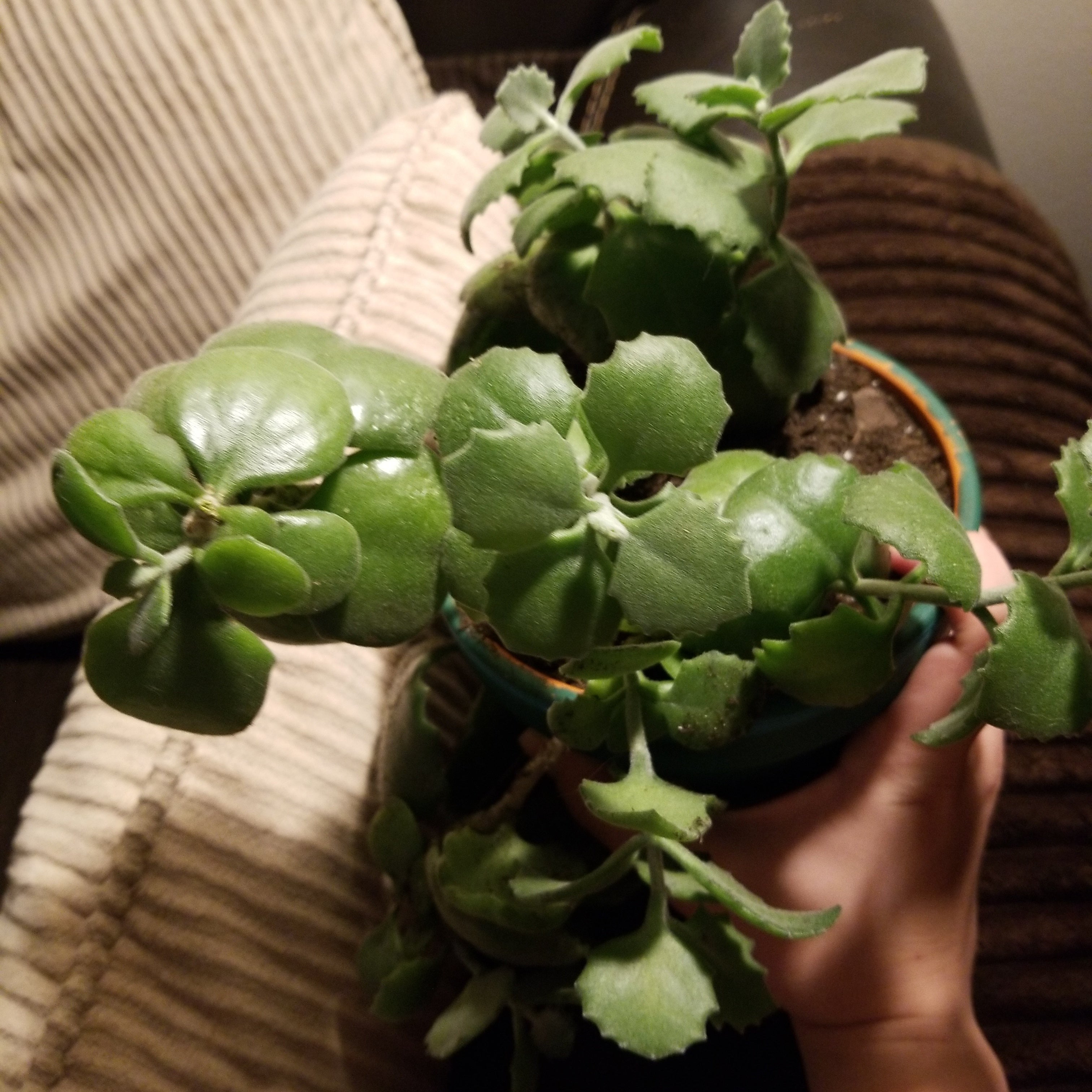 Juno | A plant by @ZestyTukauki on Greg