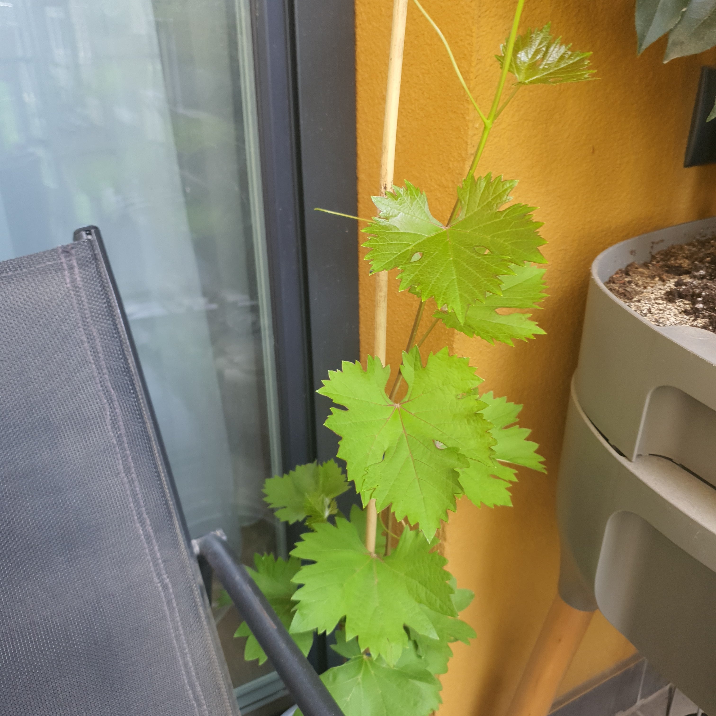 🍷 Why Are My Wine Grape Leaves Curling?
