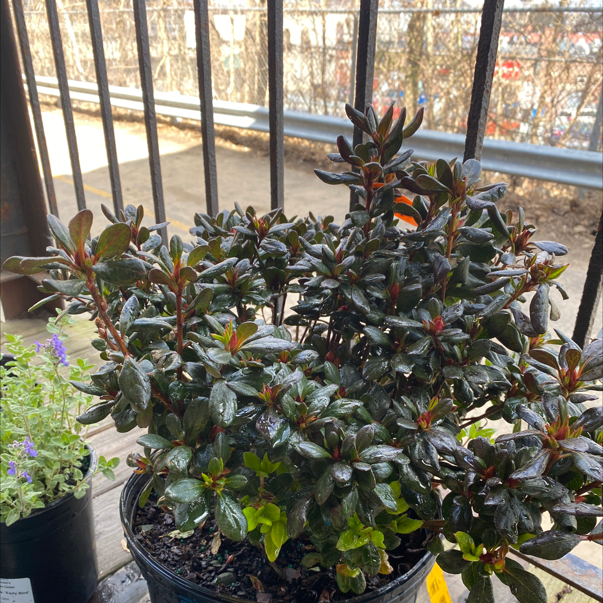 Why Are the Leaves on My Pink Azalea Turning Yellow? 🍂