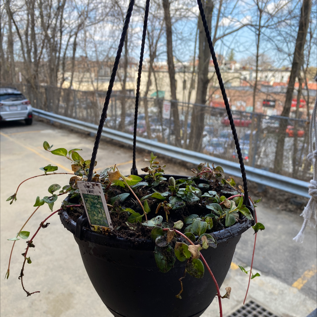 Propagating Your Greater Periwinkle: Step-by-Step Guide