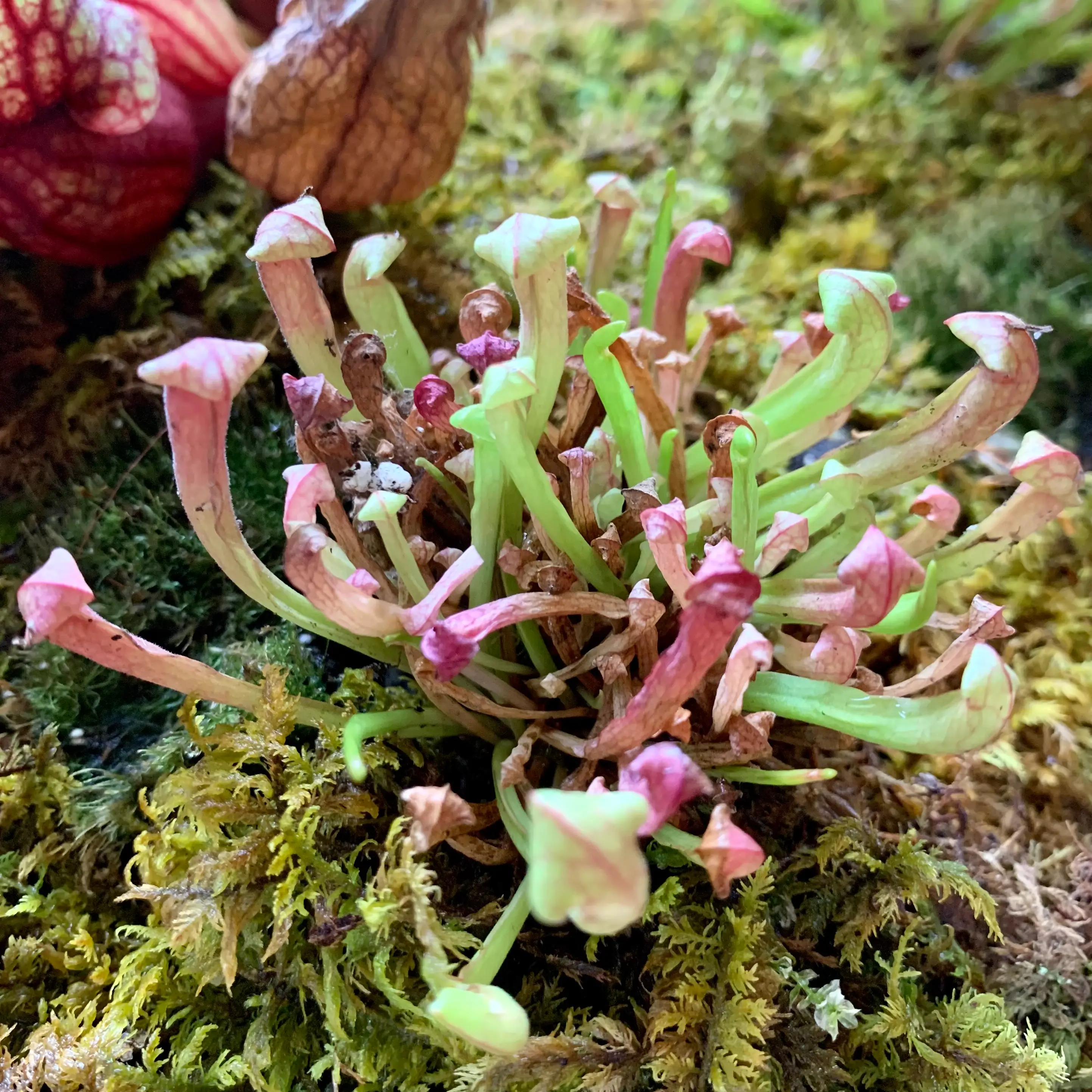 🪰 Propagating Yellow Pitcher Plant: Step-by-Step Guide