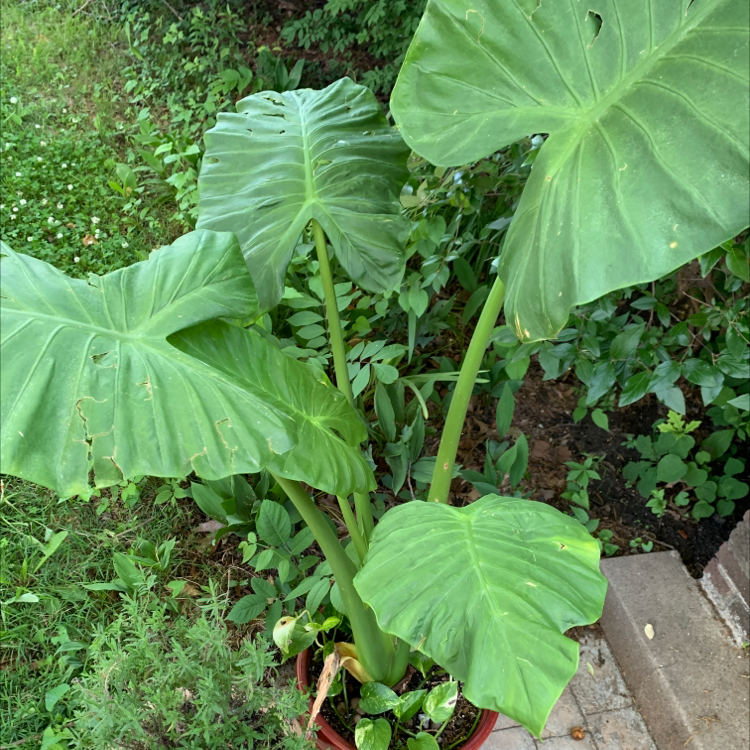 10 Benefits of Having a Alocasia 'Calidora'