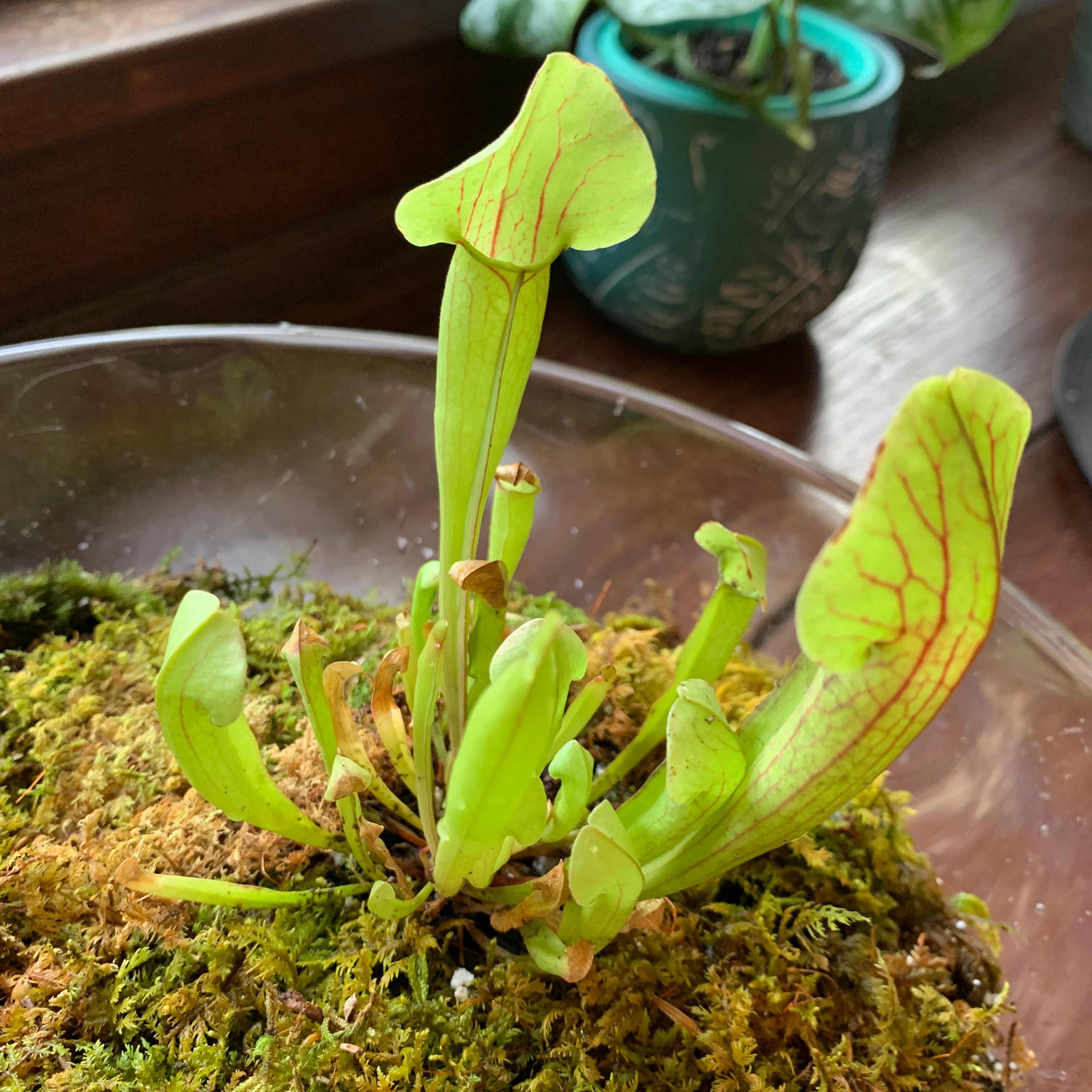 🪰 Propagating Yellow Pitcher Plant: Step-by-Step Guide