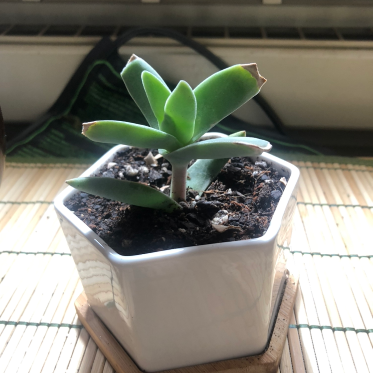 Why Are My Propeller Plant Leaves Mushy? ️