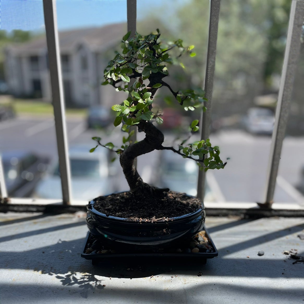 Propagating Your Chinese Elm: Step-by-Step Guide