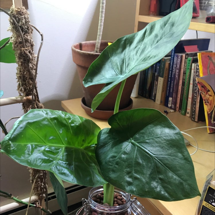 10 Benefits of Having a Alocasia 'Calidora'