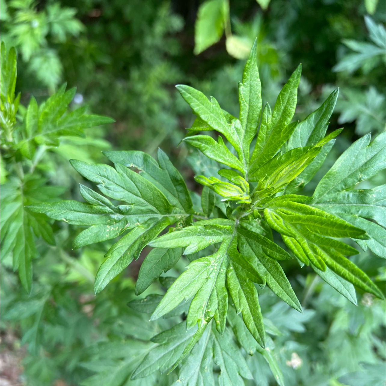 10 Advantages of Having a Mugwort