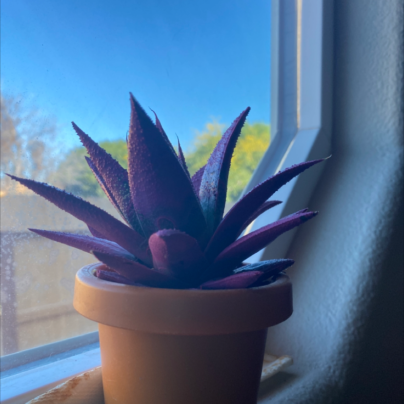 10 Advantages of Having a Cape Aloe