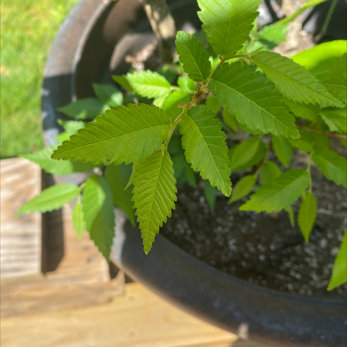 Why Are There Brown Spots on My Siberian Elm Leaves?
