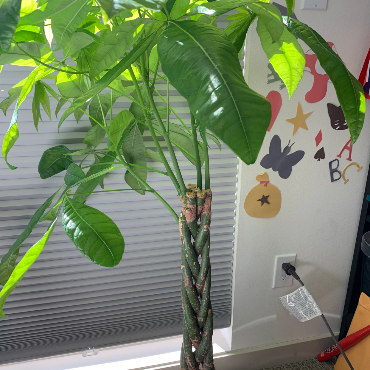 💰 How Much Humidity Does My Money Tree Need?