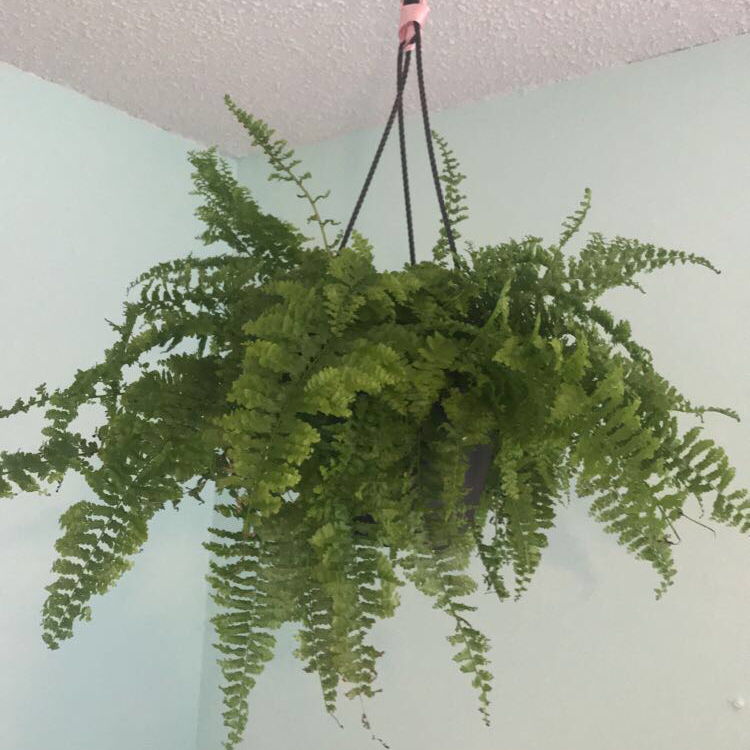 What To Do About Bugs on My Boston Fern? 🐛