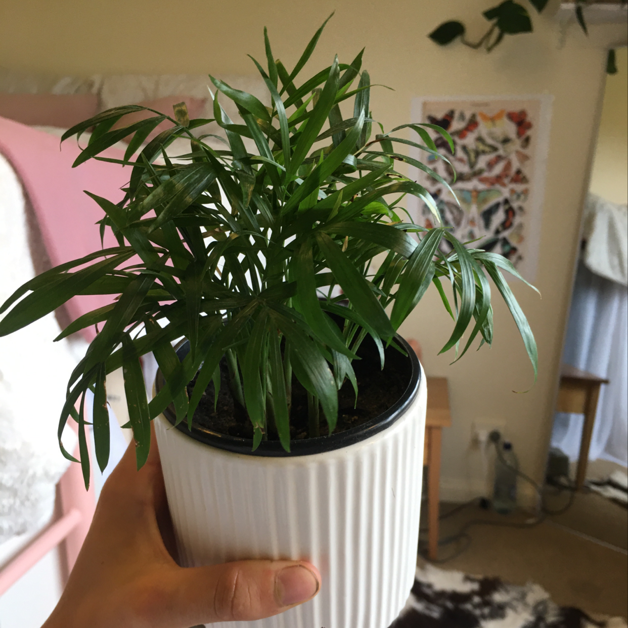 Why Is My Parlour Palm Not Doing Well?