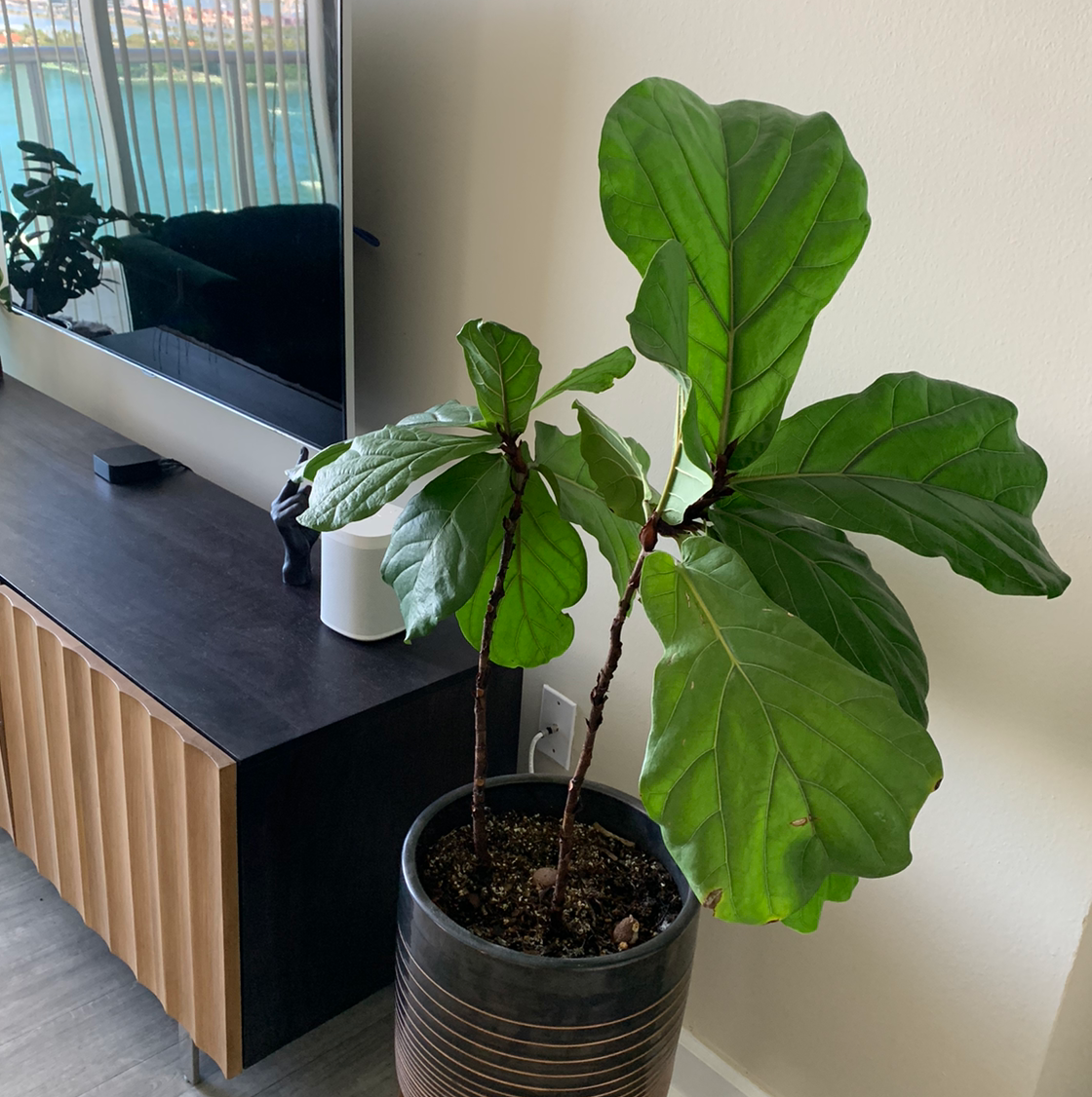 Light Requirements For My Fiddle Leaf Fig By Season