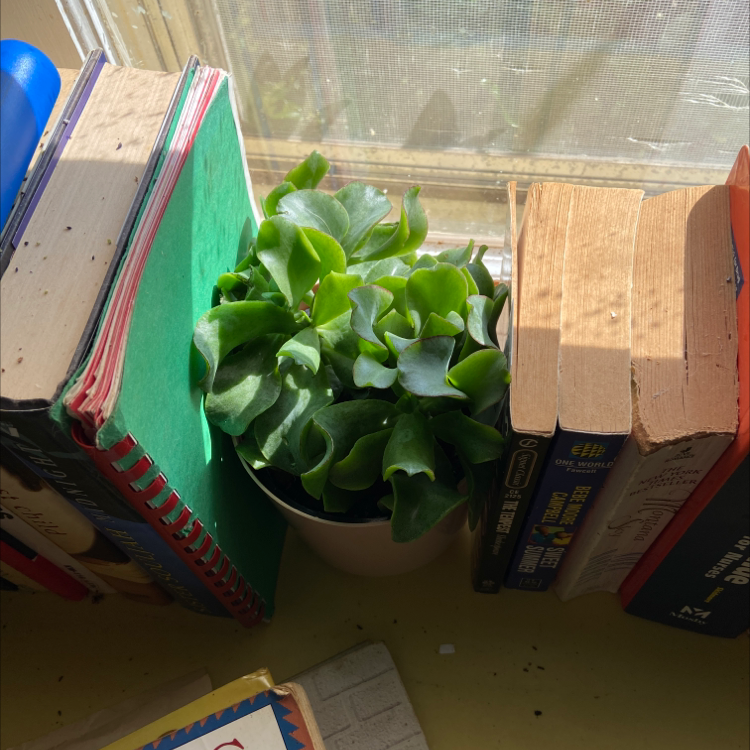 💧 How Much Humidity Does My Silver Jade Plant Need?