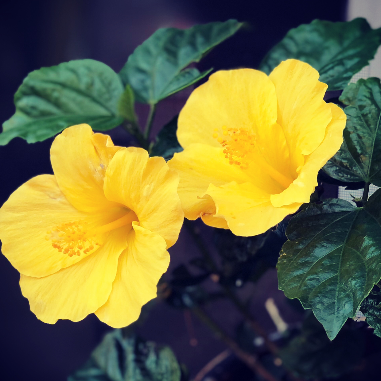 💧 How Do I Know When My Chinese Hibiscus Needs Water?