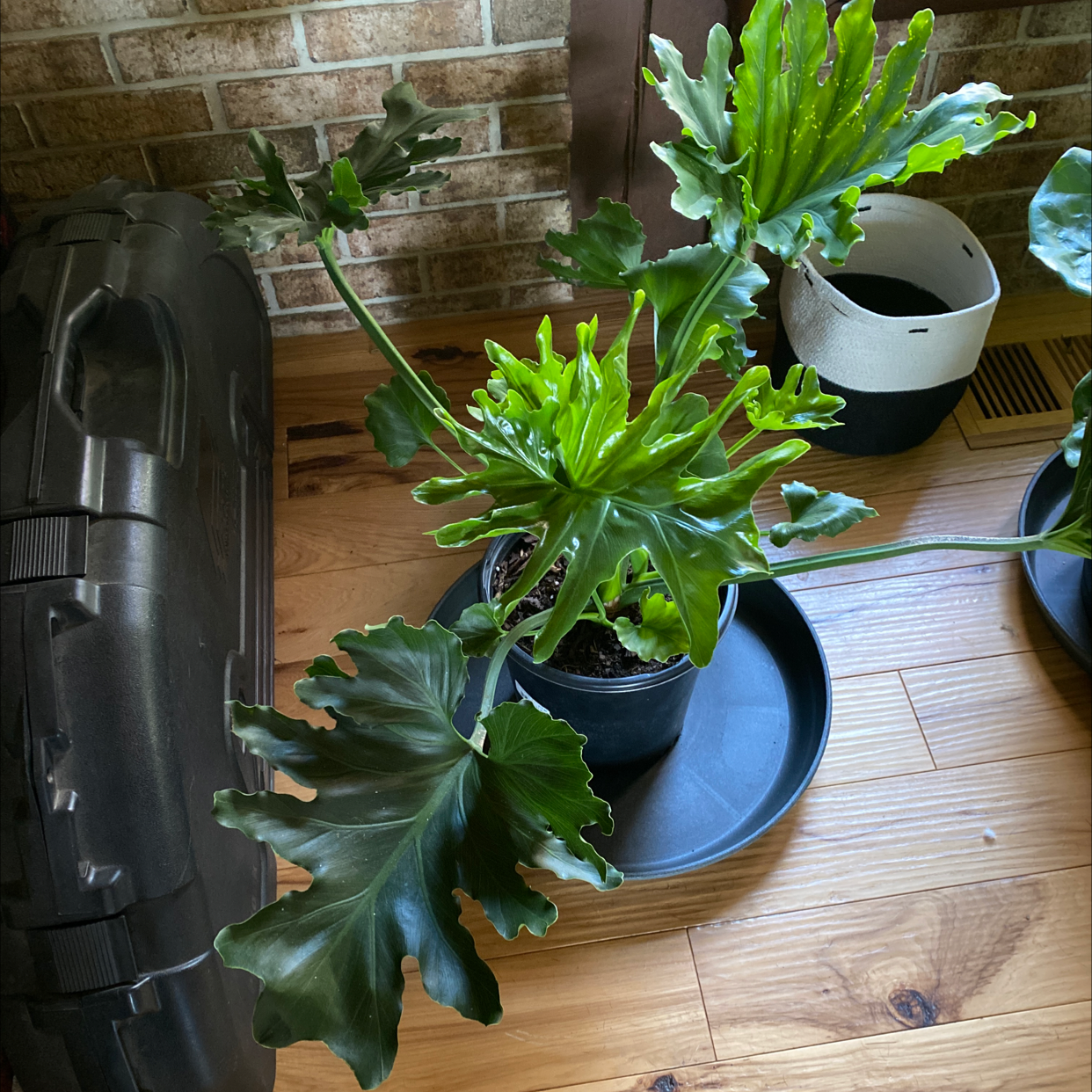 💚 Propagating My Split Leaf Philodendron: Step-by-Step Guide