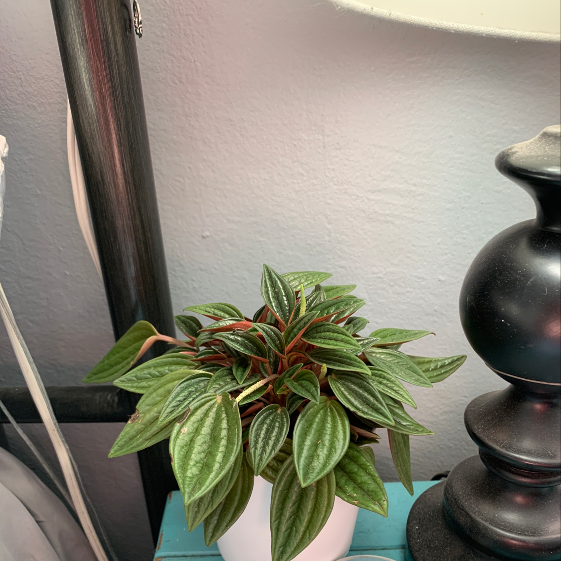 Propagating Emerald Ripple Peperomia: The Ultimate Guide 🌱