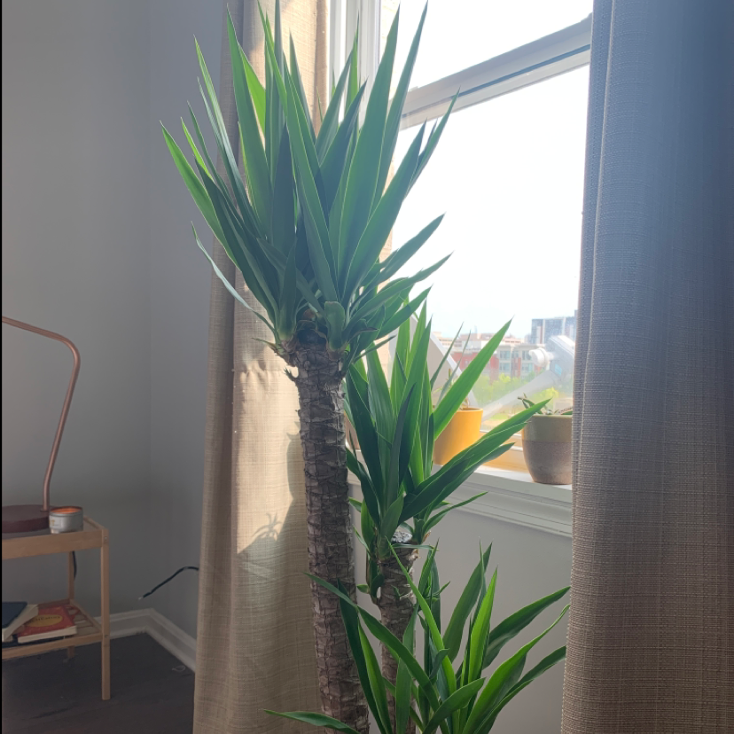 Why Are There Brown Spots on My Blue-Stem Yucca Leaves?