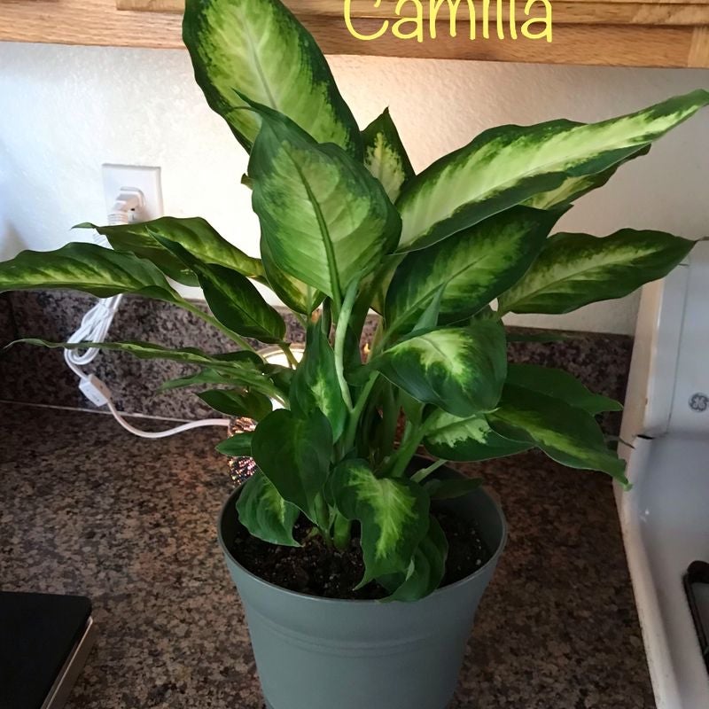 Bobo Hydrangea Plant Care: Water, Light, Nutrients | Greg App 🌱