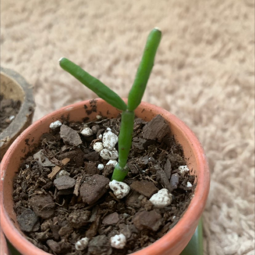 What To Do About Bugs on My Pencil Cactus? 🐛