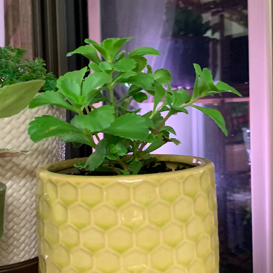 Aglaonema Red Army Plant Care: Water, Light, Nutrients | Greg App 🌱