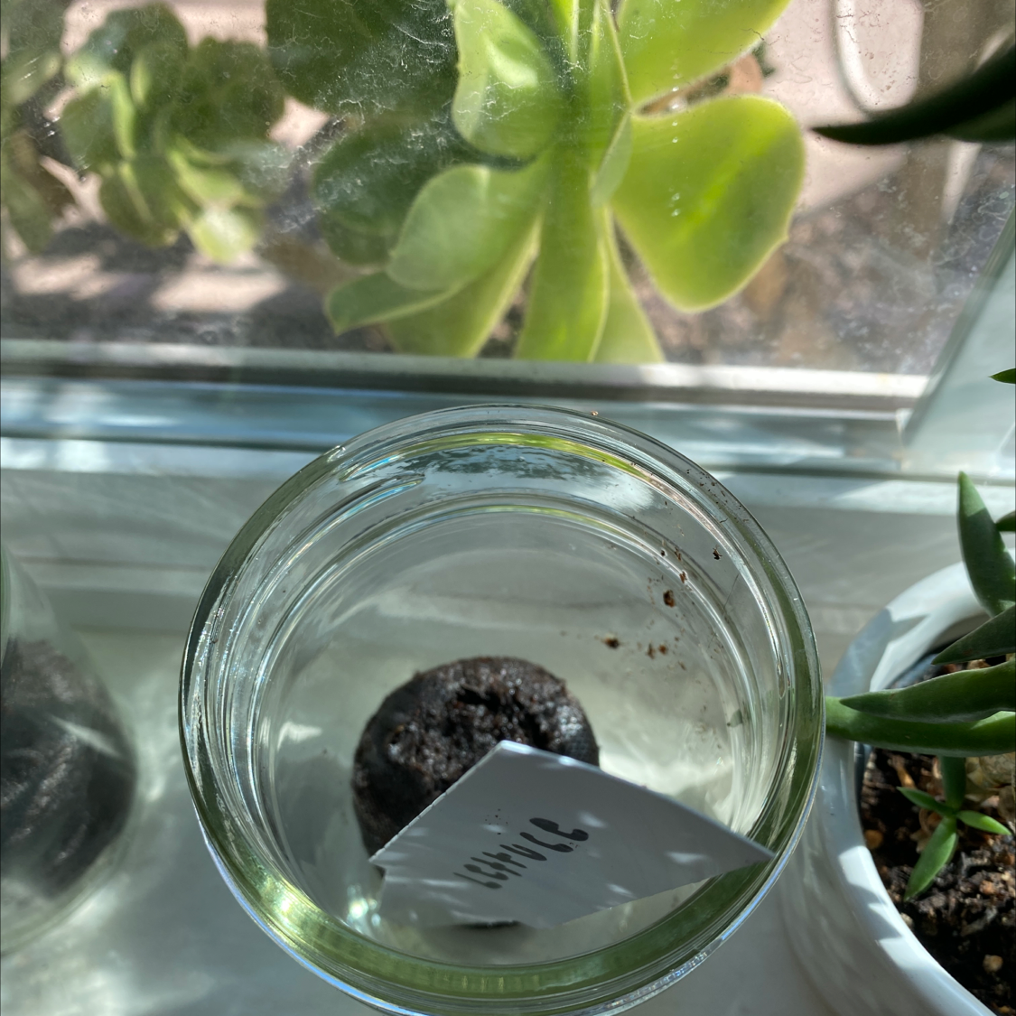 Why Are There Brown Spots on My Garden Lettuce?