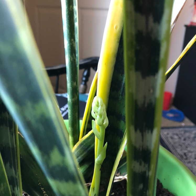 Zach Branch | A plant by @indy on Greg