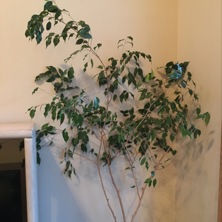 Begonia Fannie Moser Care 101: Water, Light & Growing Tips