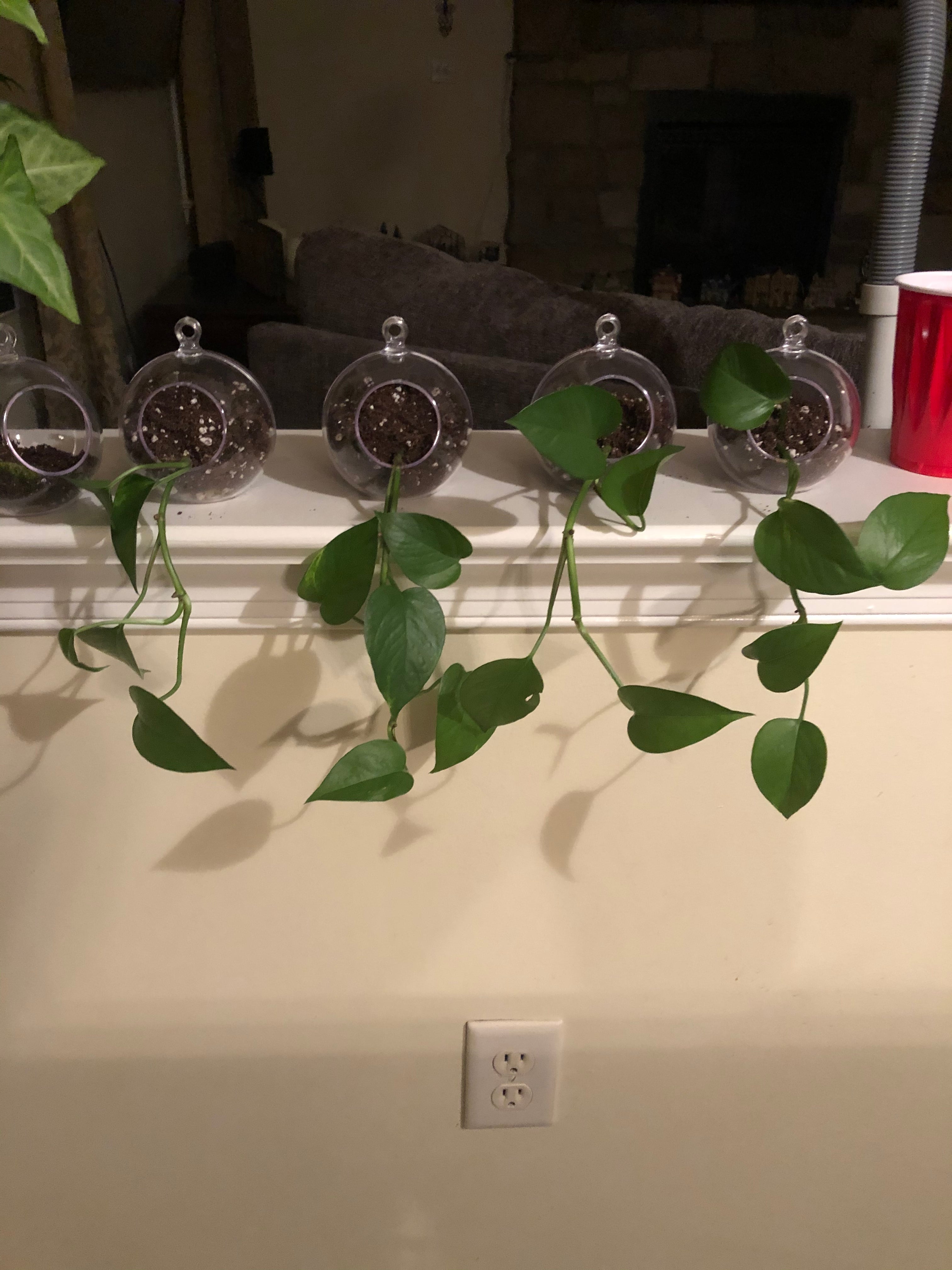 Lizard Queen Pothos Fertilizer: How and When to Use It