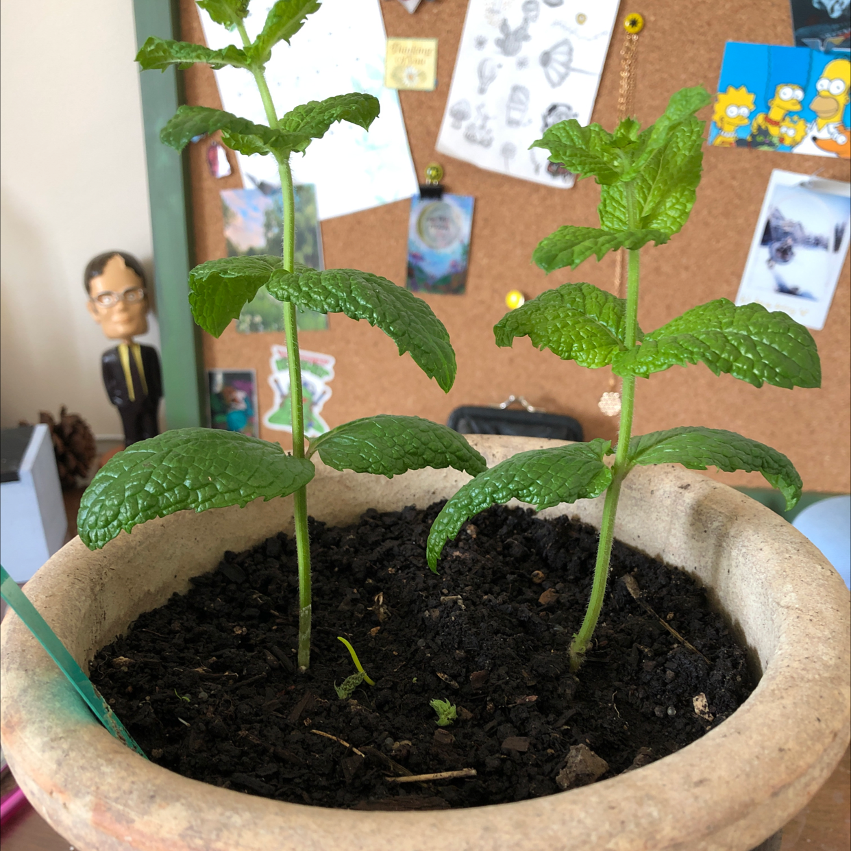 🍏 10 Benefits of Having a Apple Mint