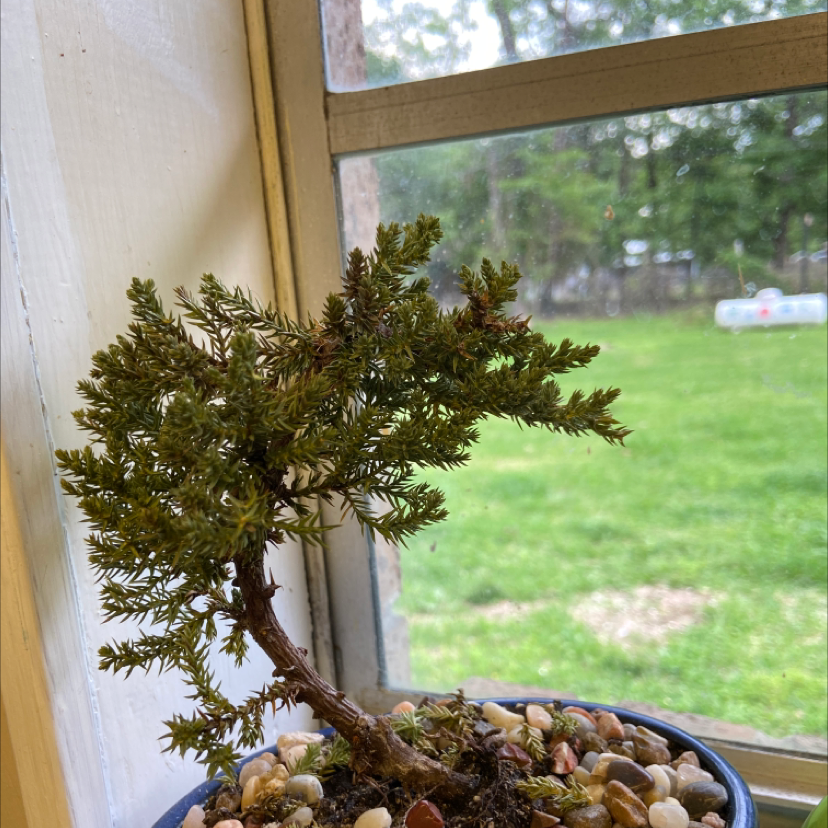 Diagnosing American Juniper Root Rot