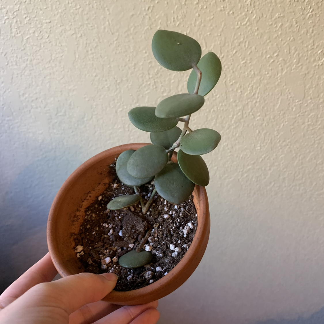 Silver Dollar Vine Fertilizer: How and When to Use It