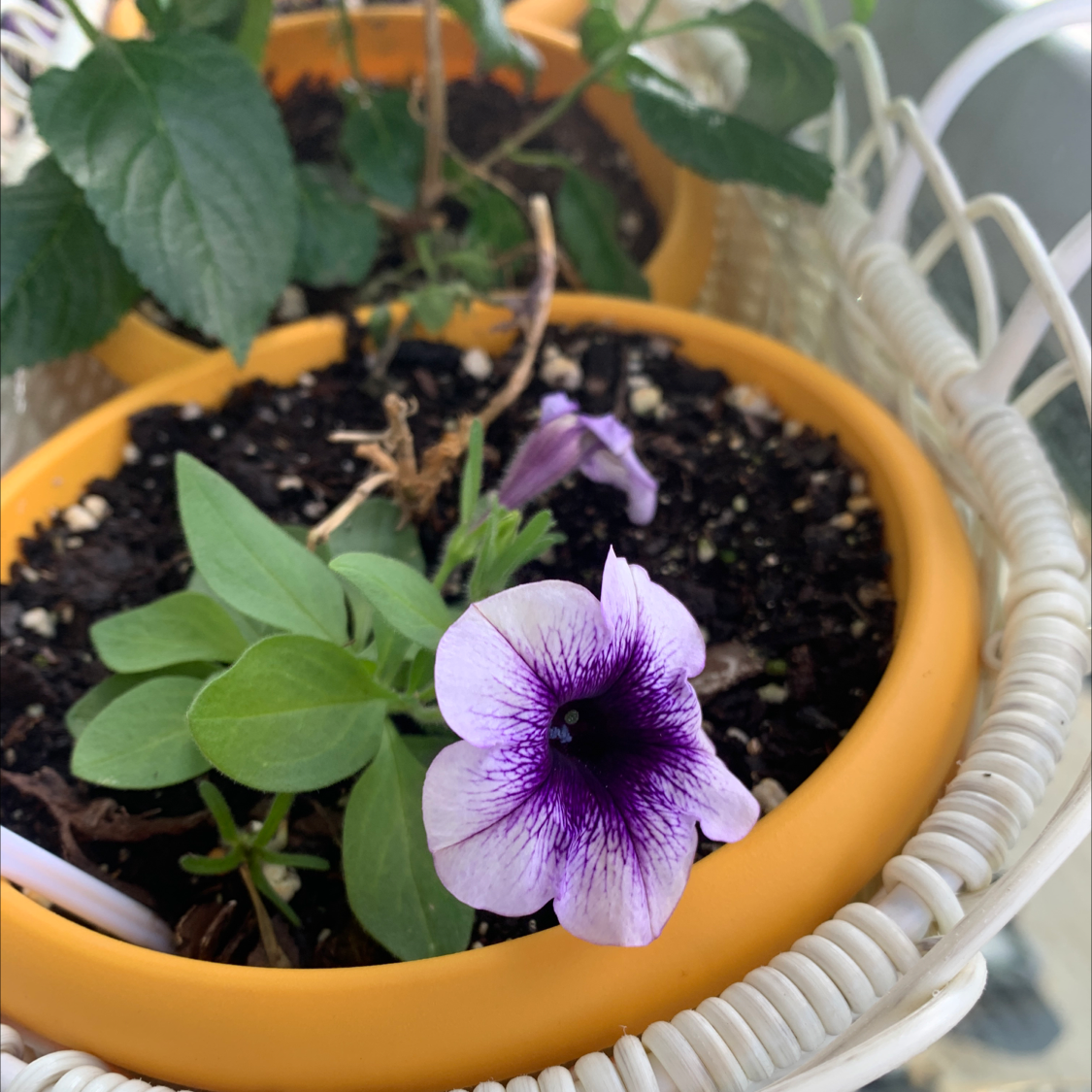 How to Propagate Your Million Bells