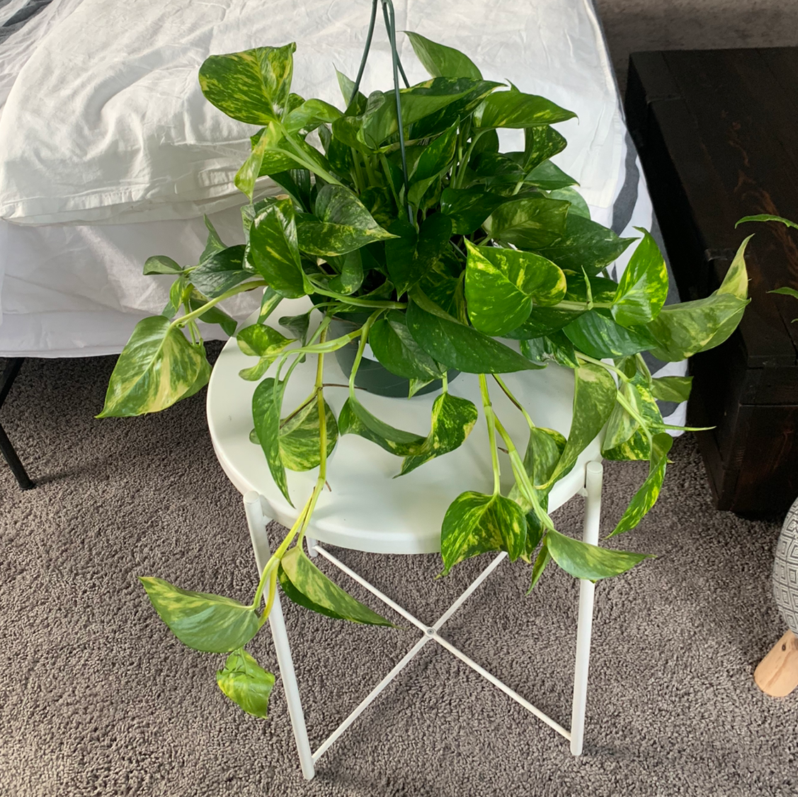 What Do Hawaiian Pothos Flowers Mean?