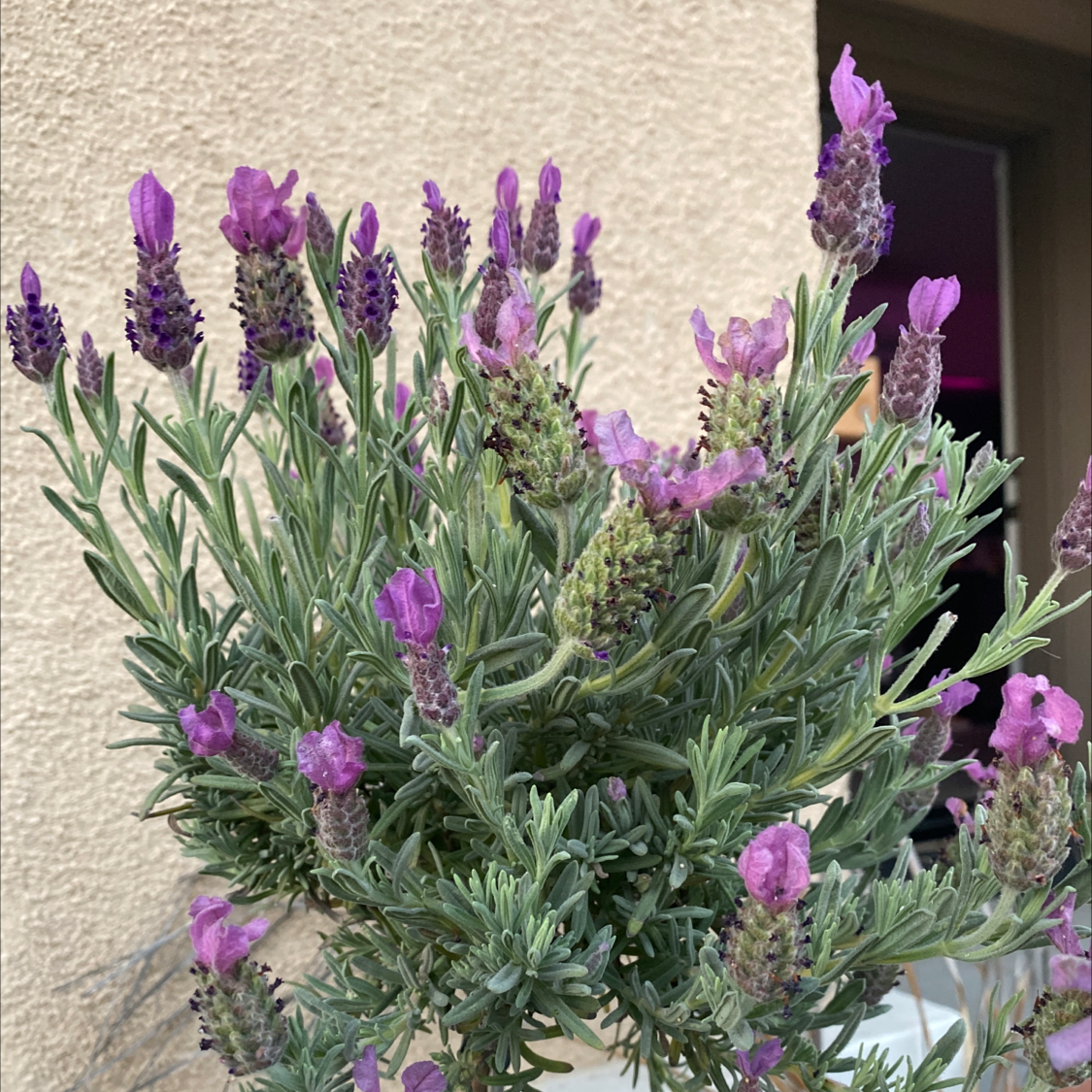 French Lavender - Fertilizing 101