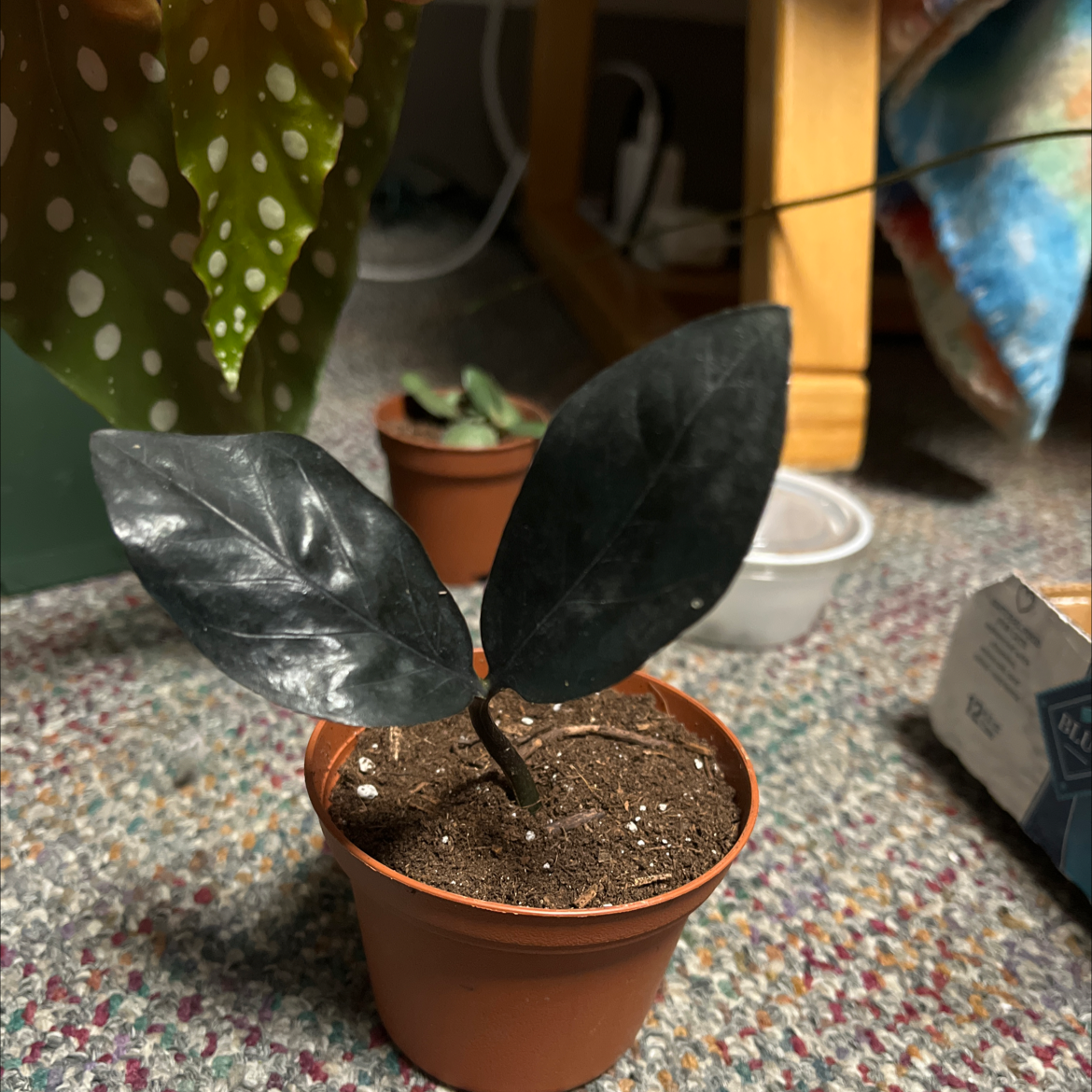 🐦 Symbolism And Benefits Of The Raven ZZ Plant